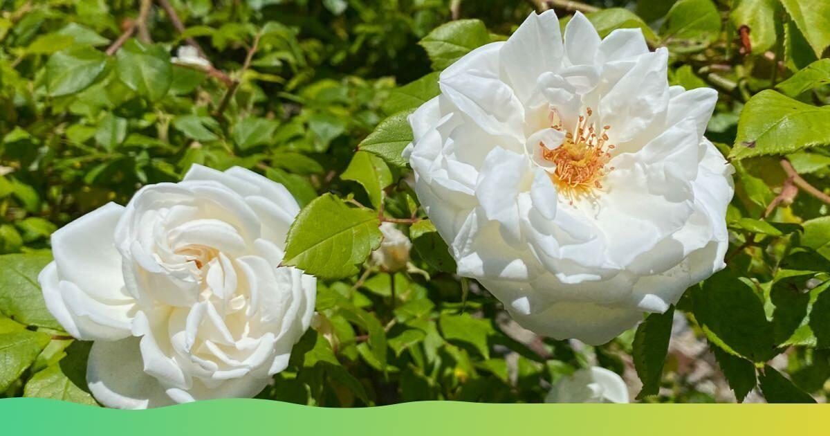 Year one – Dodeca Studio